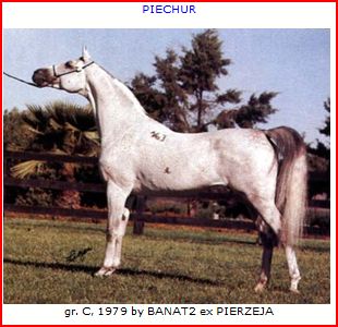 Eurocar di Rosario D'Agostaro